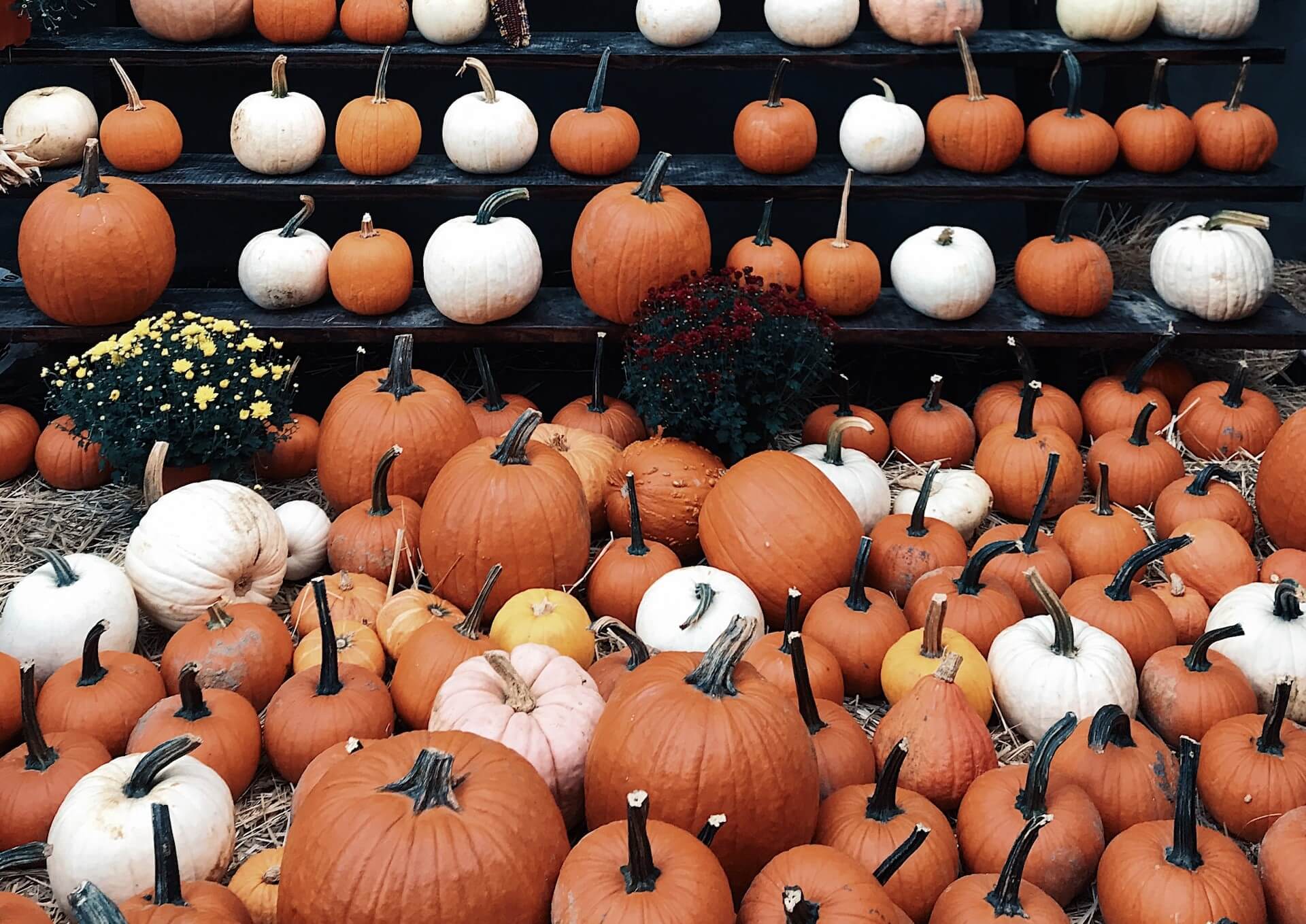 Things to Do in Denver in October - Arrowhead Manor